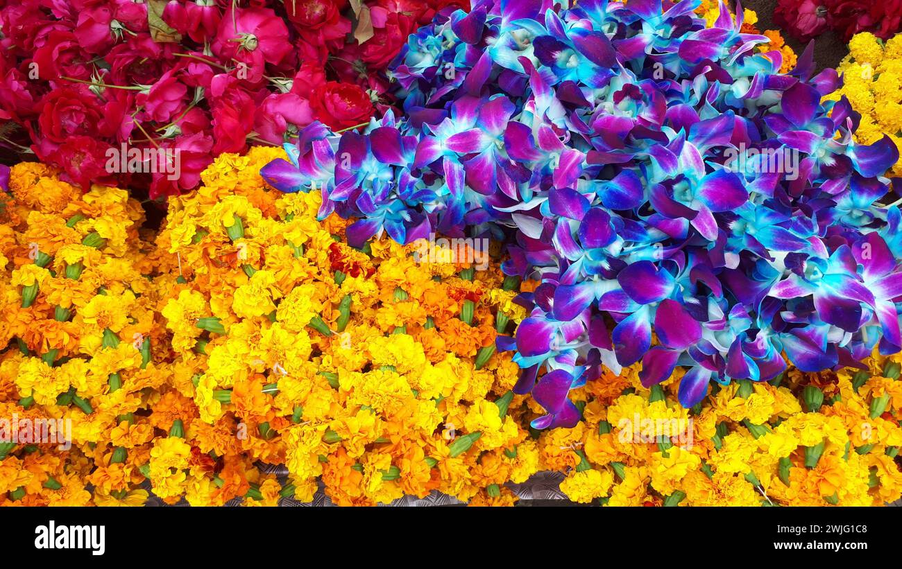 Jaipur flower market hi-res stock photography and images - Alamy