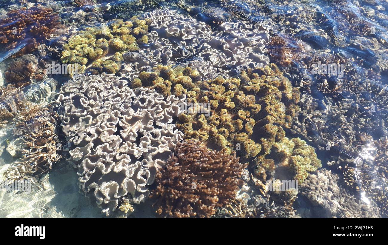Coral off Great Keppel Island in Queensland Stock Photo - Alamy