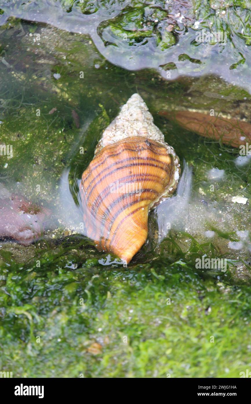 Shells on beach tasmania hi-res stock photography and images - Alamy