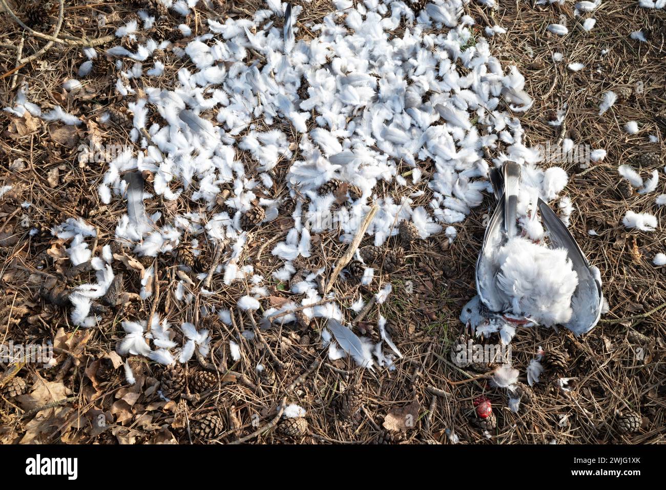 Dead wood for wildlife hi-res stock photography and images - Alamy