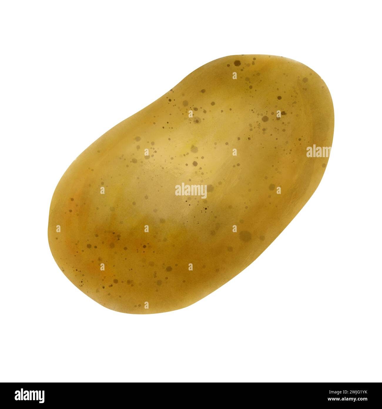 Potatoes, hand drawn watercolor illustration. Vegetables for menu ...