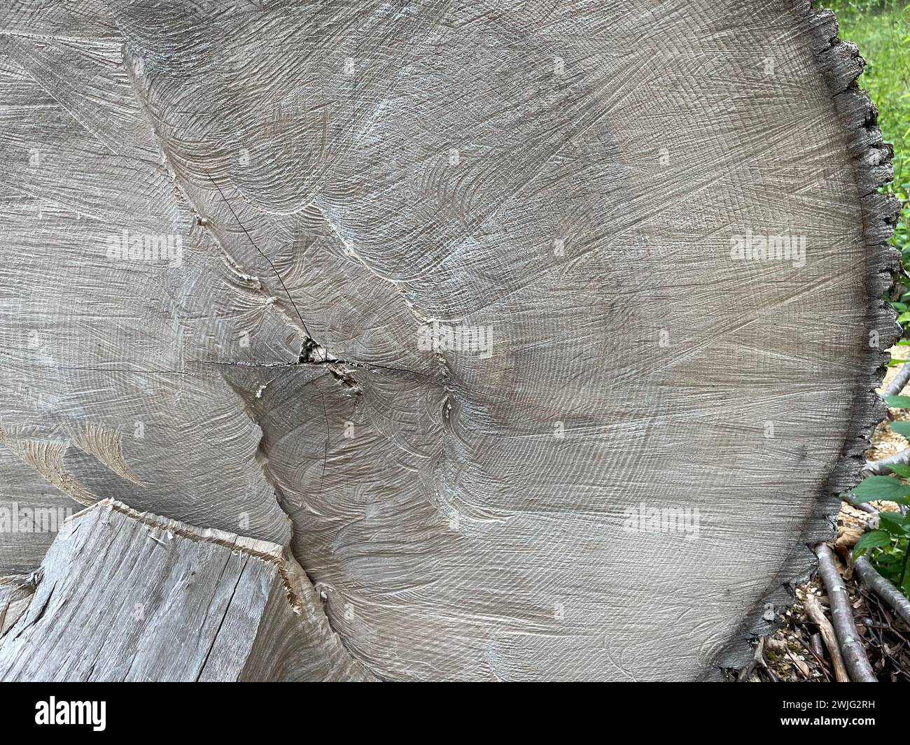 A very large piece of wood, cut in half and the rings visible Stock ...