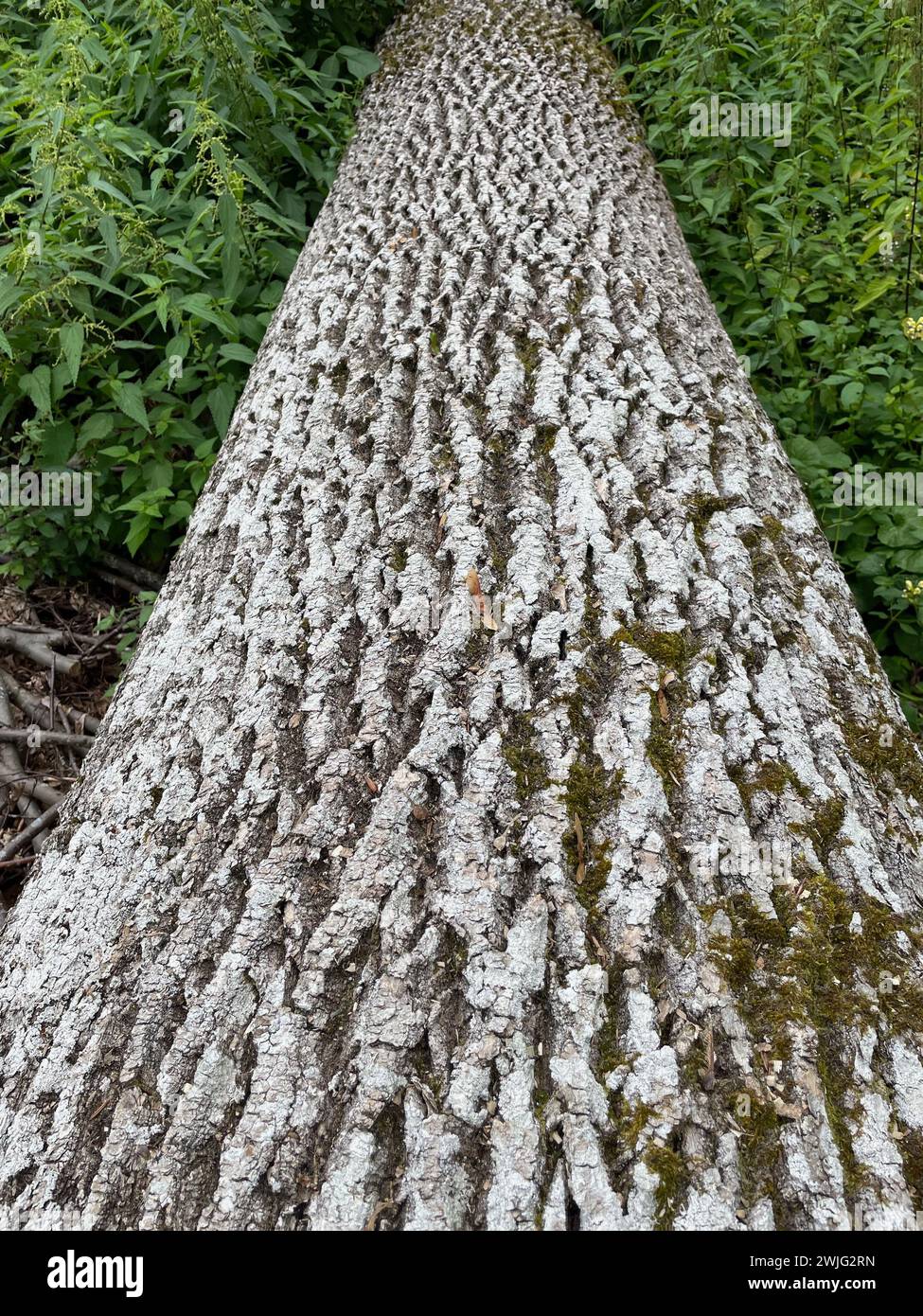 A very large piece of trees cut in half and the bark visible Stock ...
