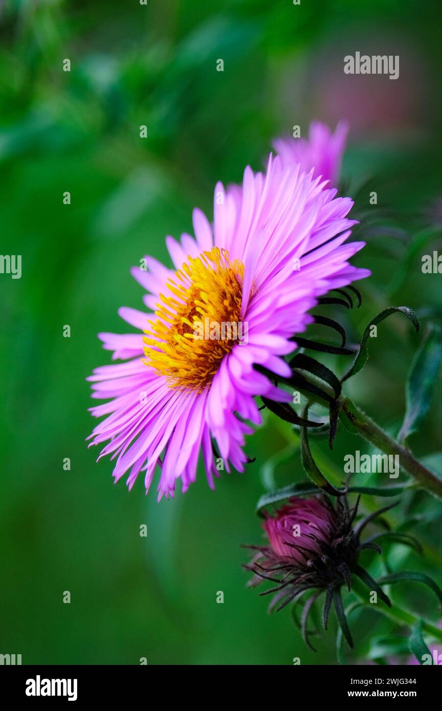 Aster plant outdoors hi-res stock photography and images - Alamy