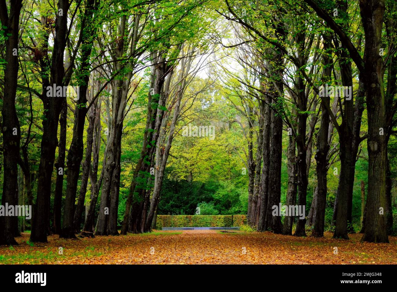 Tall trees fall hi-res stock photography and images - Alamy
