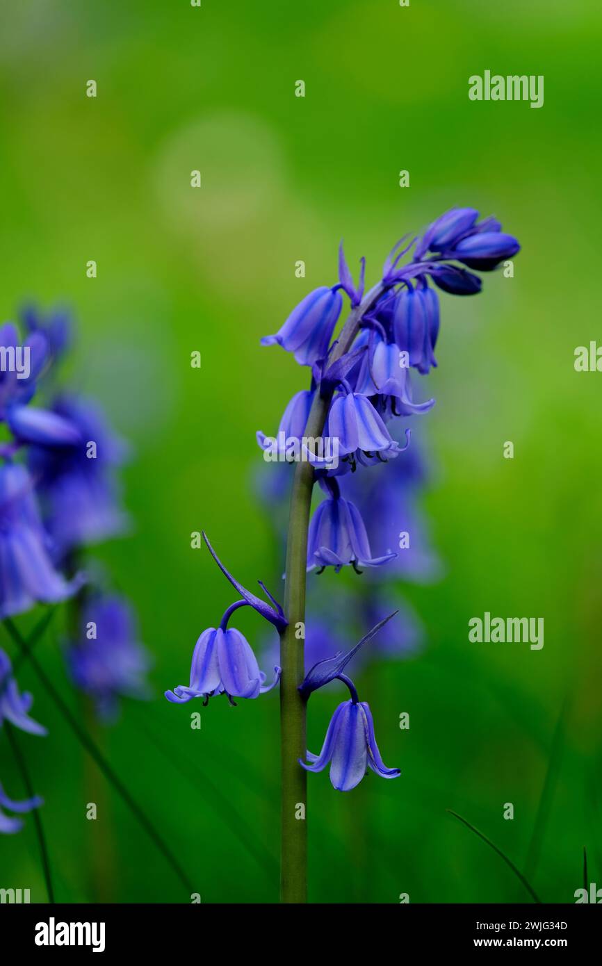 Hyacinthoides blue bells hi-res stock photography and images - Alamy