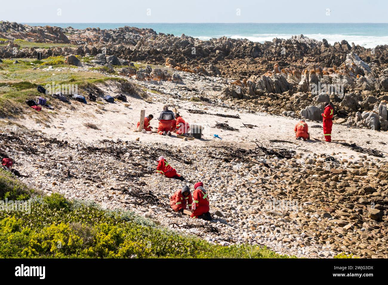 beach cleanup, environmental coastal area conservation by a group of ...
