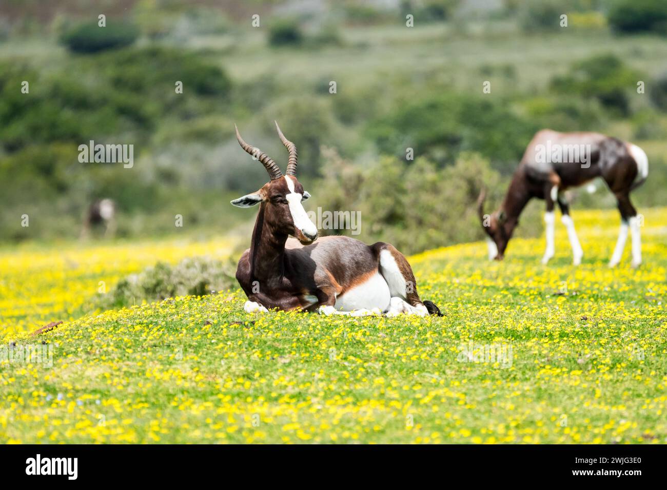 Bontebok (Damaliscus pygargus) antelope lying down among spring flowers ...