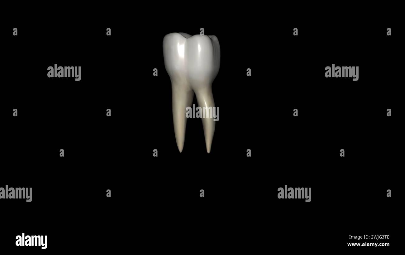 The mandibular second molar resembles the mandibular first permanent ...