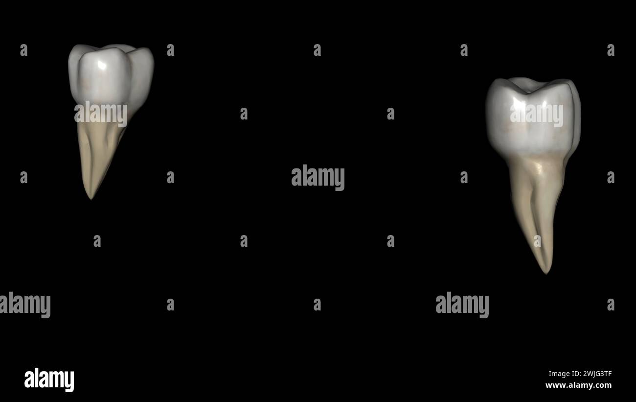 The maxillary second premolar is one of two teeth located in the upper ...