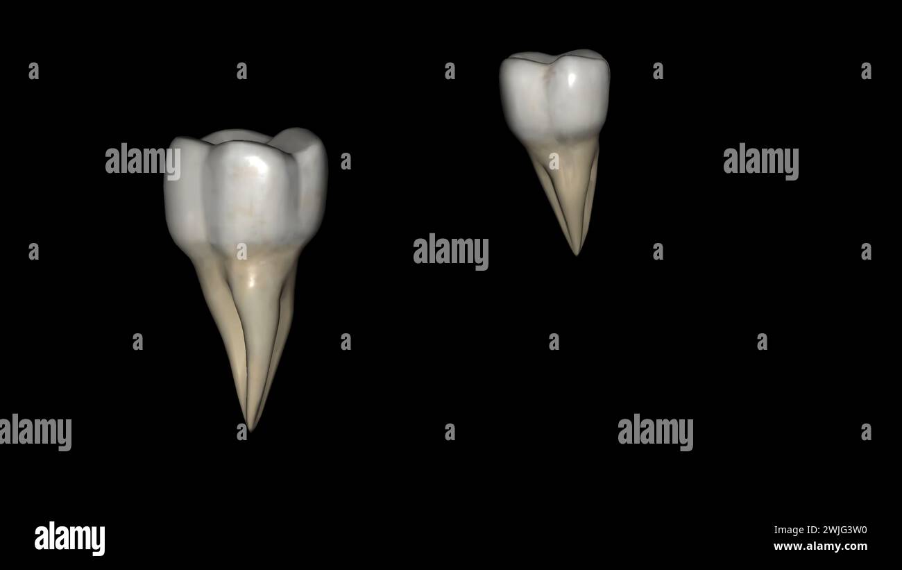 Maxillary second premolar hi-res stock photography and images - Alamy