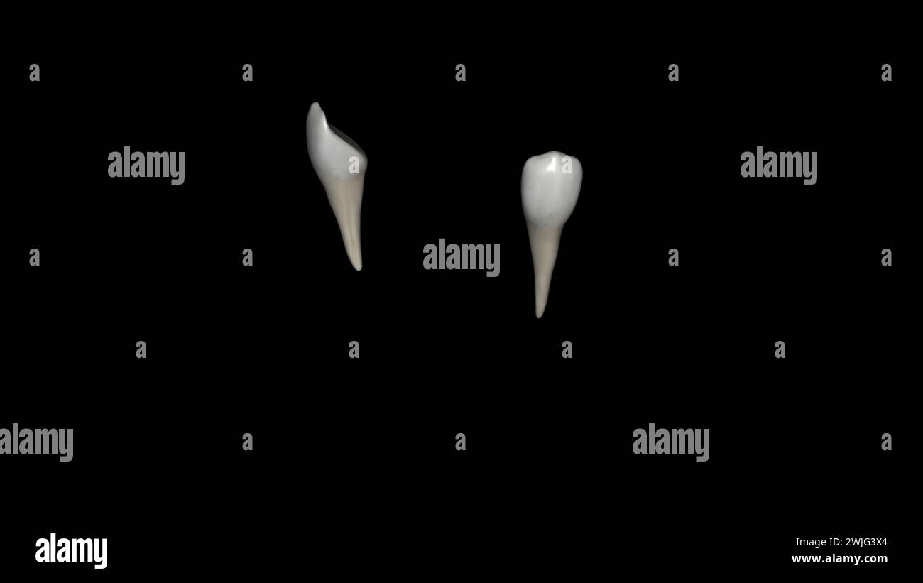 The mandibular canine is the tooth located distally from both ...