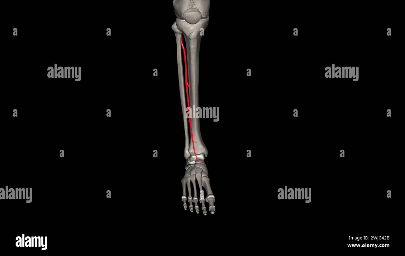 Popliteal vein hi-res stock photography and images - Alamy
