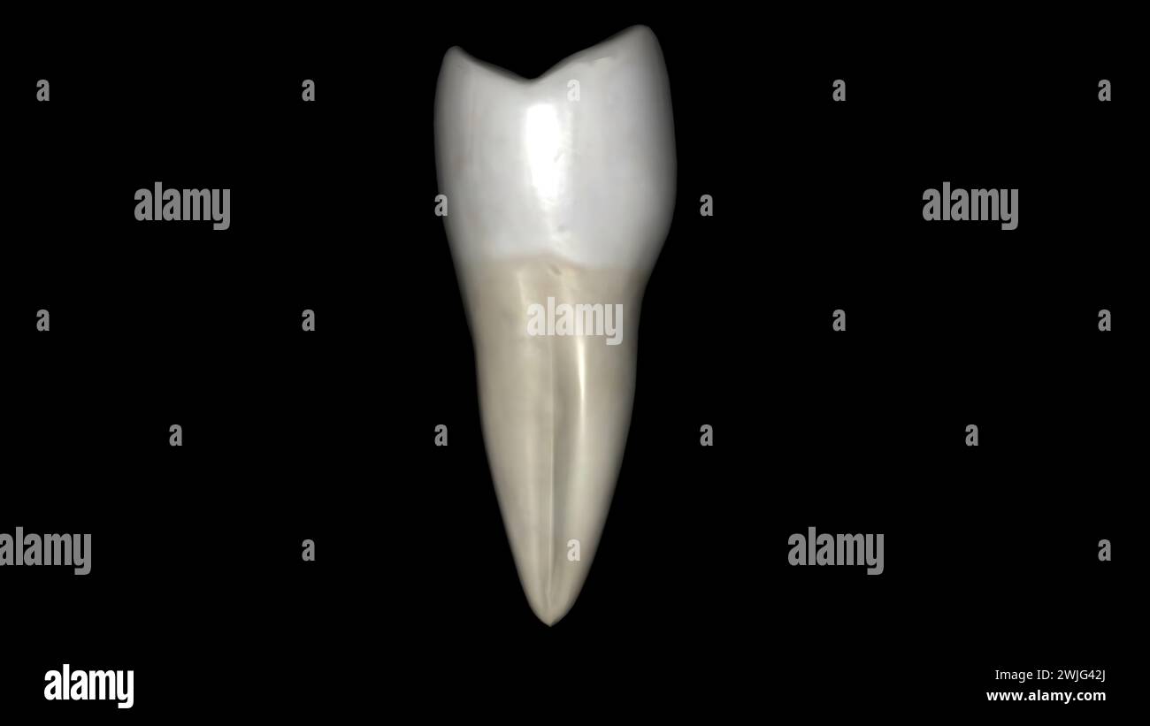 The mandibular second premolar is the tooth located distally from both ...