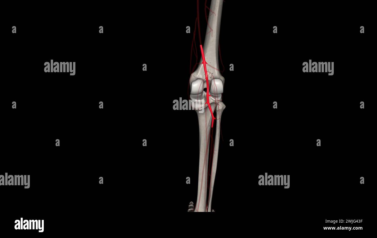 Popliteal arteries hi-res stock photography and images - Alamy