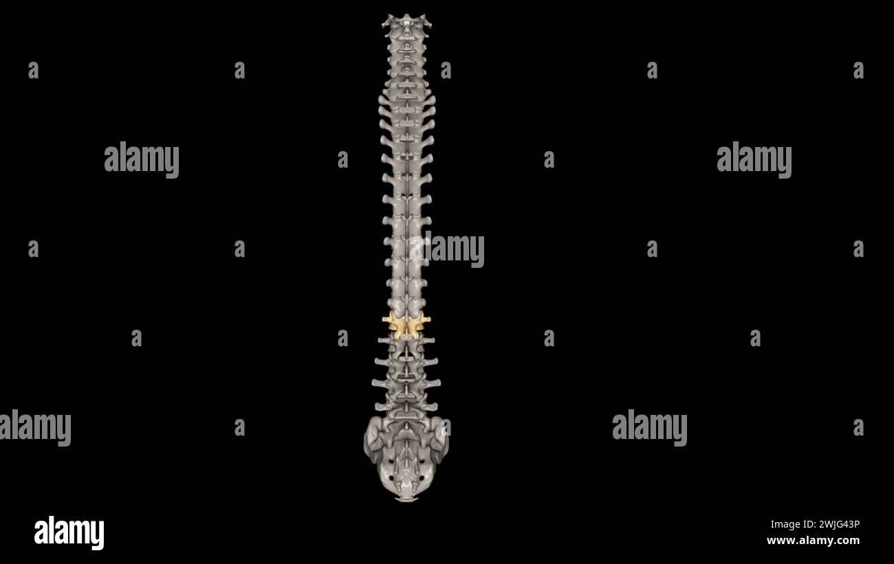 Leg muscle anatomy labeled hi-res stock photography and images - Alamy