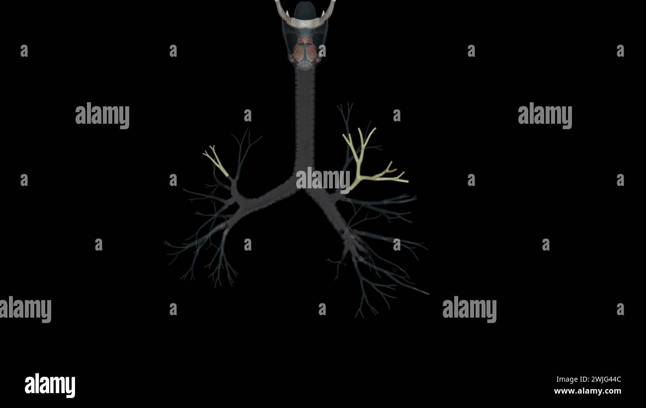 Larynx posterior hi-res stock photography and images - Alamy