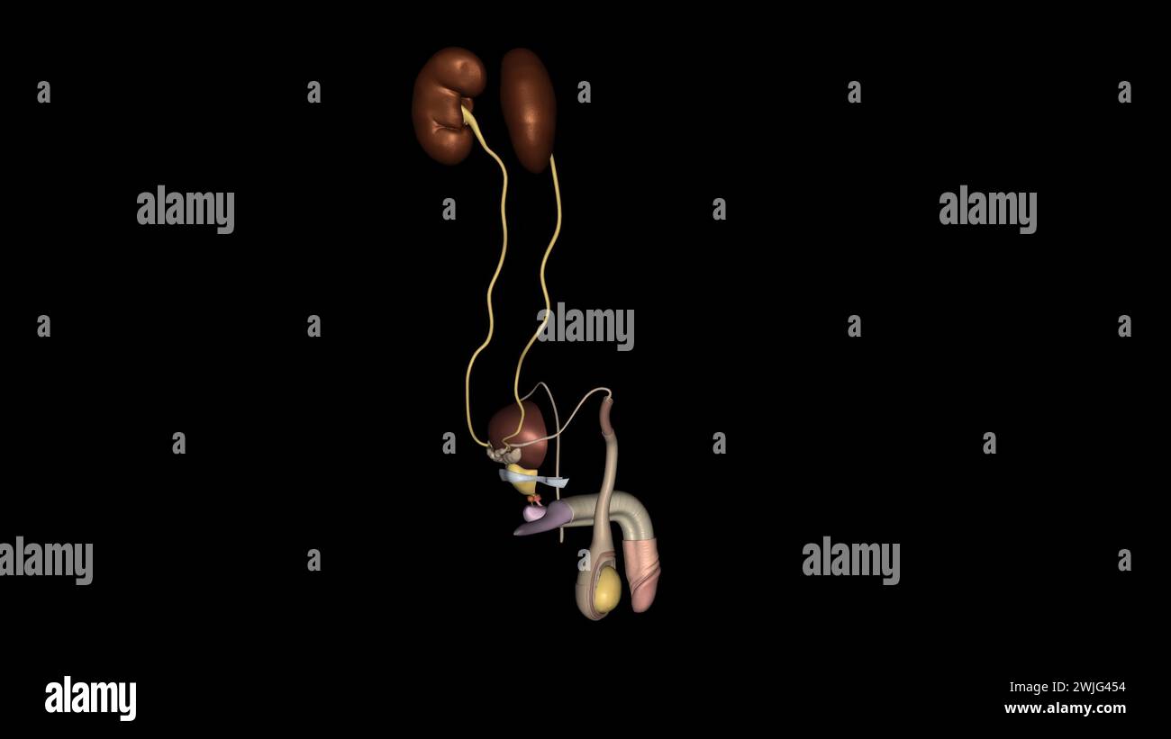 The inner lining of the urinary bladder is a mucous membrane of ...