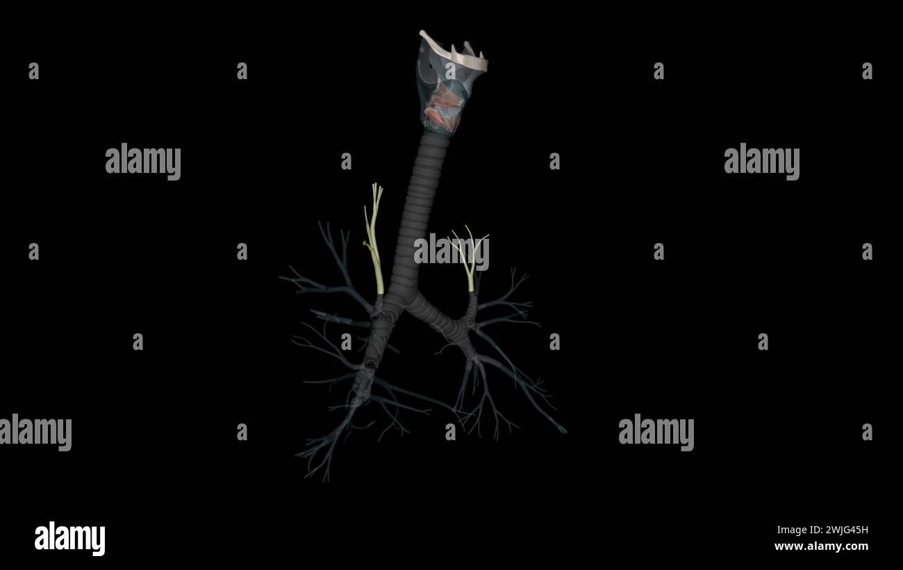 Bronchial circulation hi-res stock photography and images - Alamy