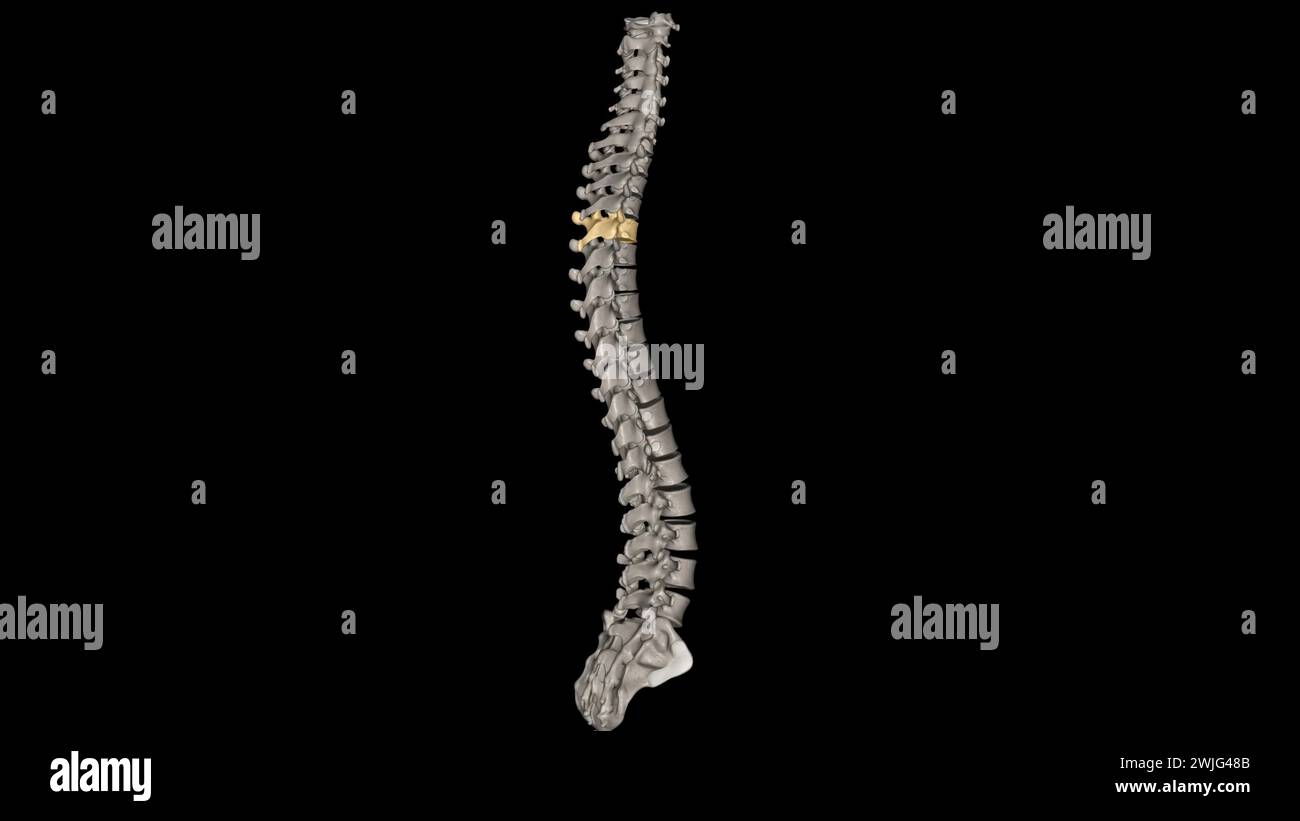 12 intervertebral disc bone hi-res stock photography and images - Alamy