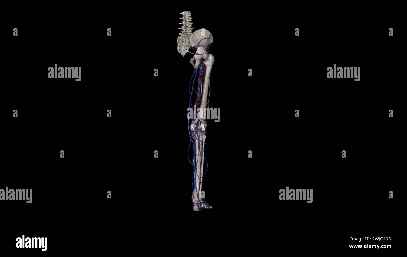 Lower limb arteries hi-res stock photography and images - Alamy
