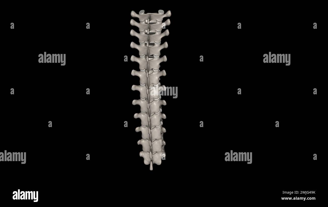 Vertebrates pelvic girdle hi-res stock photography and images - Alamy