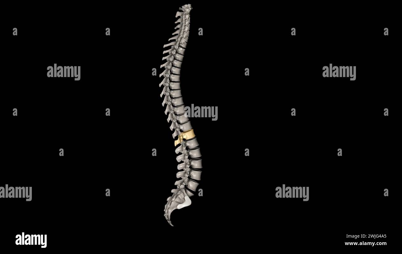 Thoracic Vertebral, T12 Twelve vertebrae are located in the thoracic ...