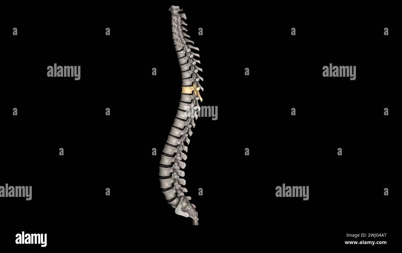 12 thoracic vertebrae and the sternum hi-res stock photography and ...