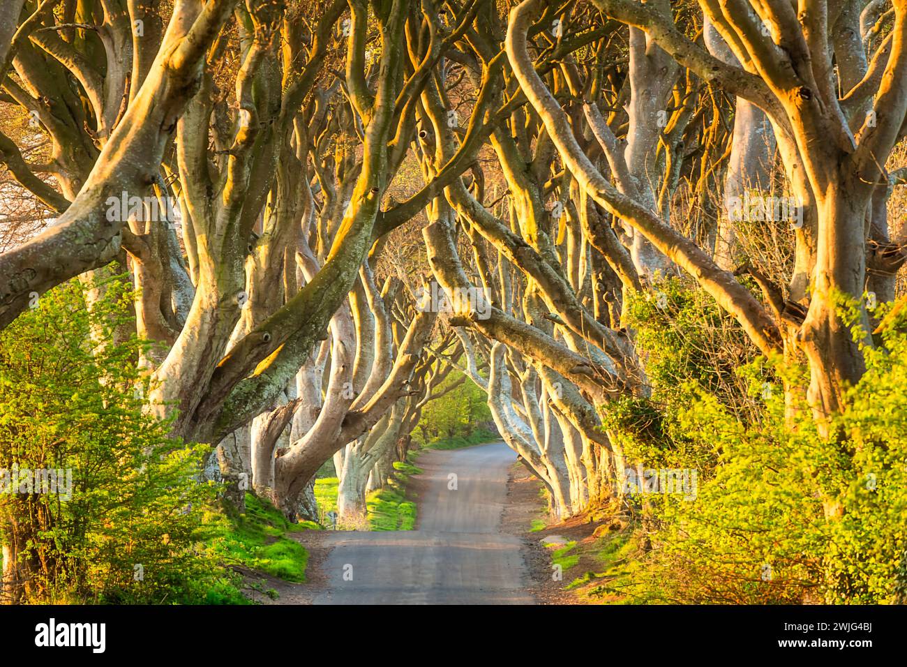 Dark Hedges - beech trees lane in Northern Ireland. Northern Ireland ...