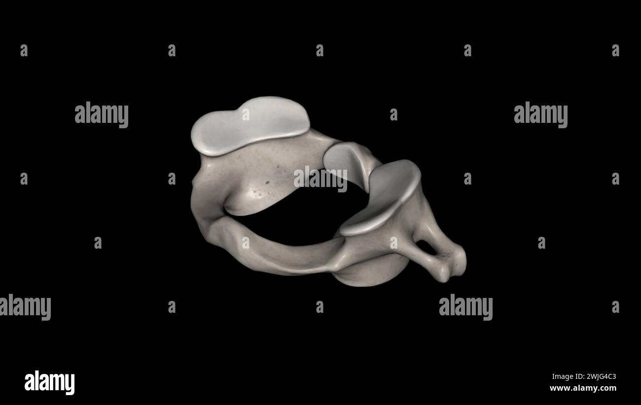 First cervical vertebrae hi-res stock photography and images - Alamy