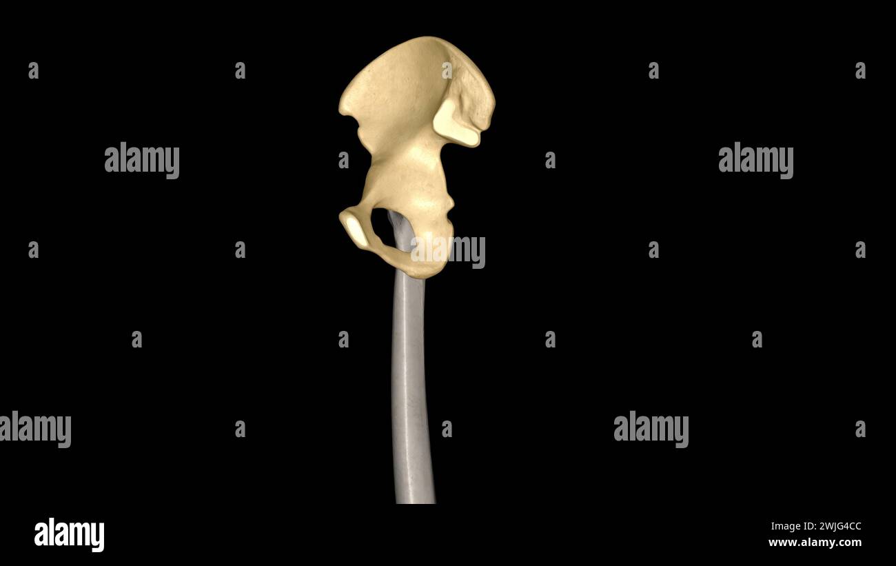 The hip bone is comprised of the three parts the ilium, pubis and ...