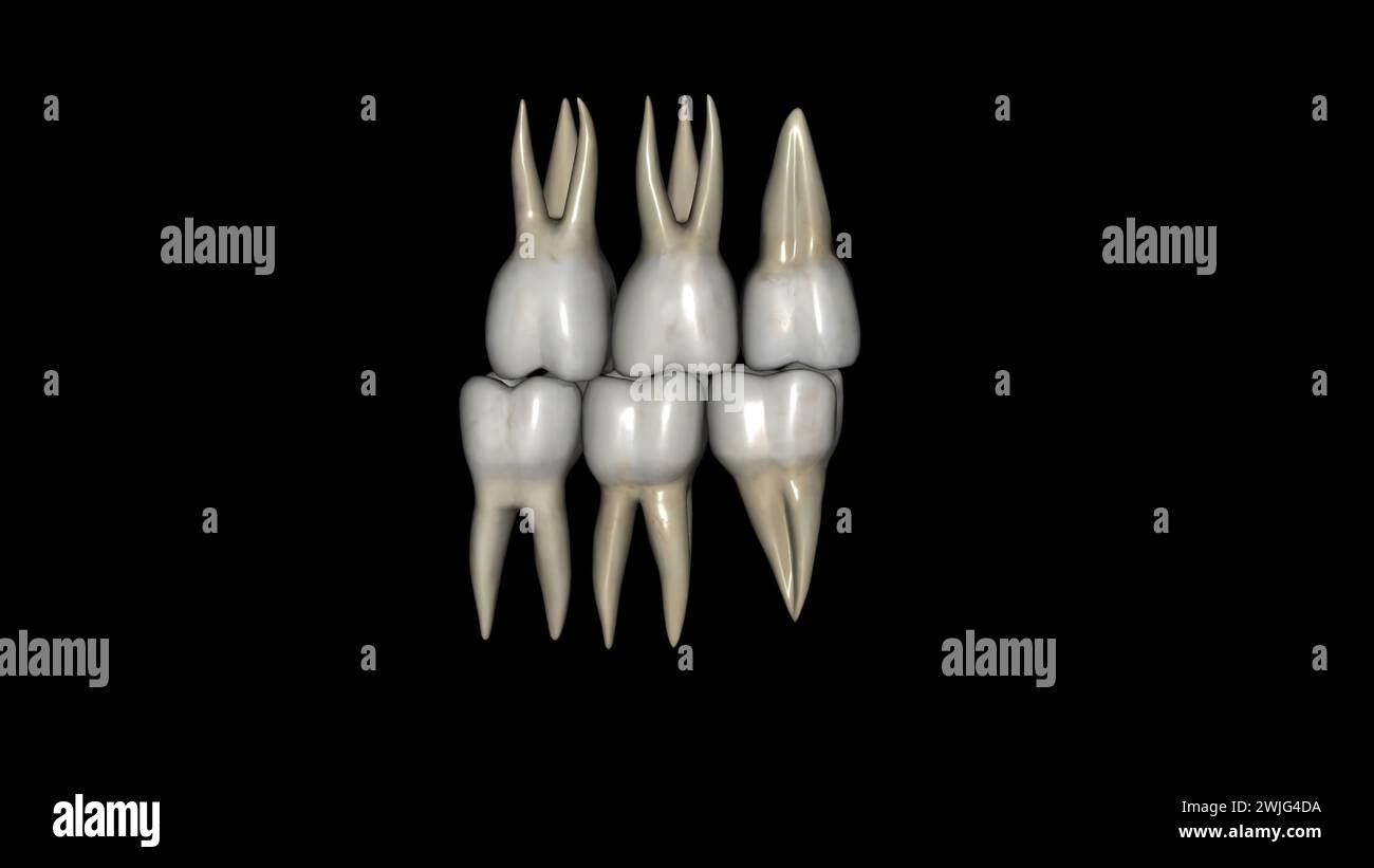 Molar, Maxillary and Mandibular 3d illustration Stock Photo - Alamy