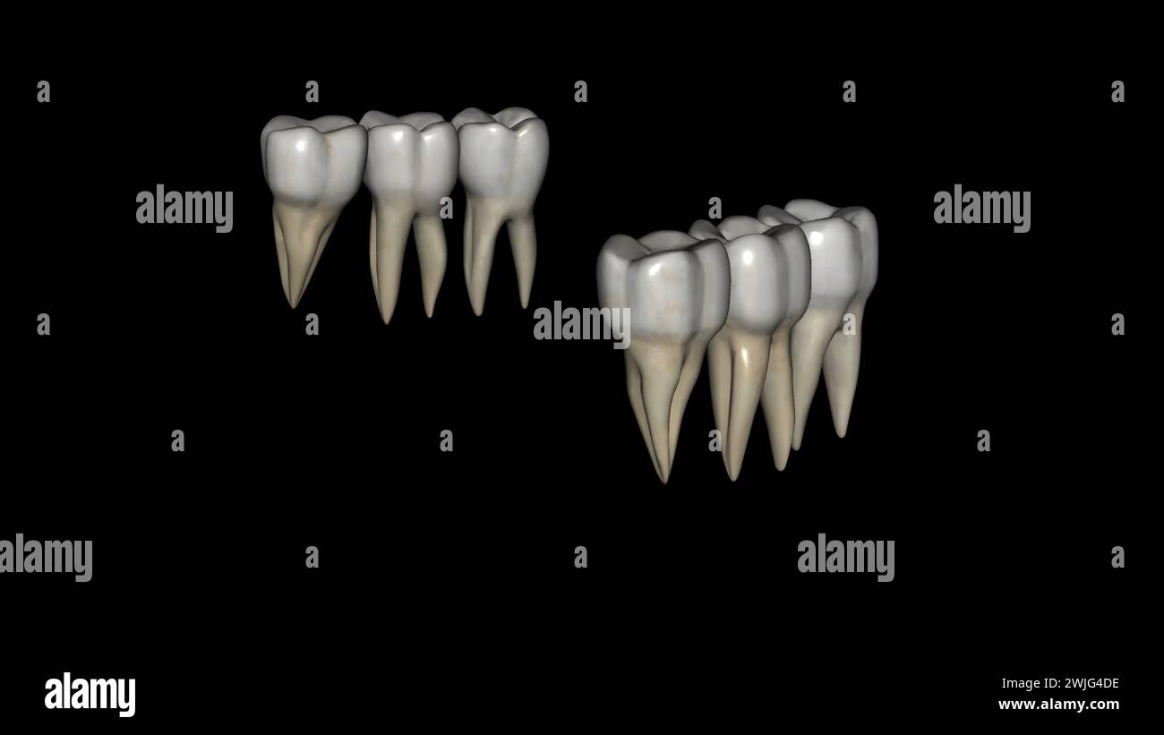 The mandibular molars perform the major portion of the work 3d ...