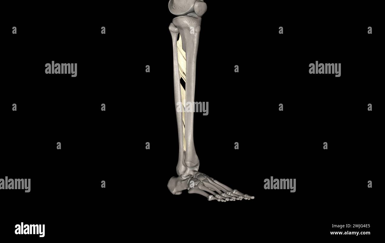 Interosseous membrane of the leg 3d illustration Stock Photo - Alamy