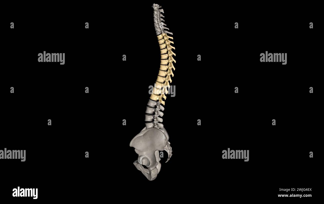 Vertebrates pelvic girdle hi-res stock photography and images - Alamy