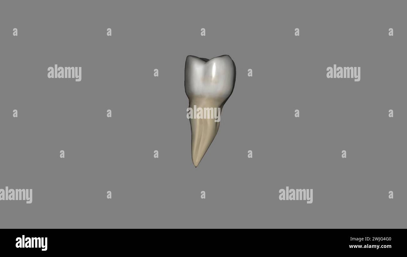 Mandibular third molar hi-res stock photography and images - Alamy