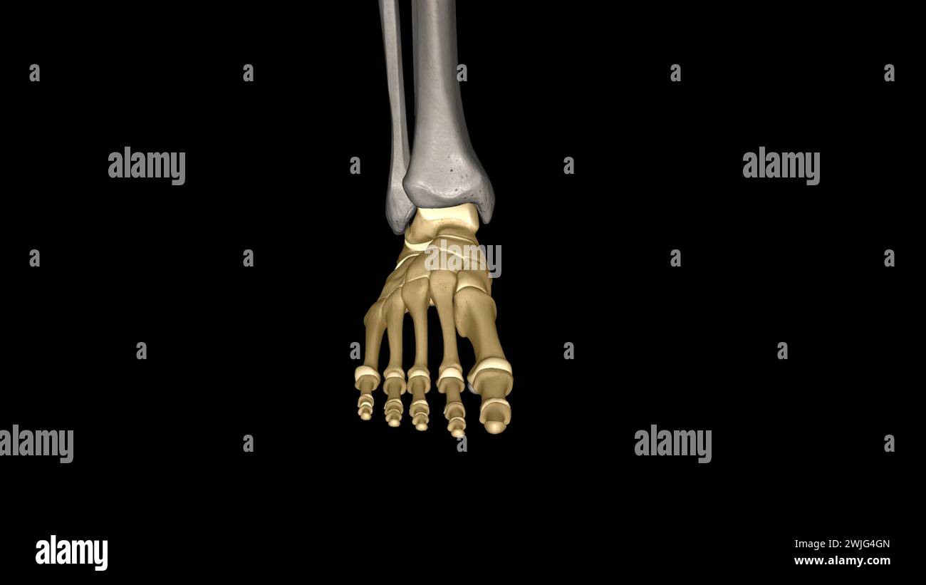Complex joints of body hi-res stock photography and images - Alamy
