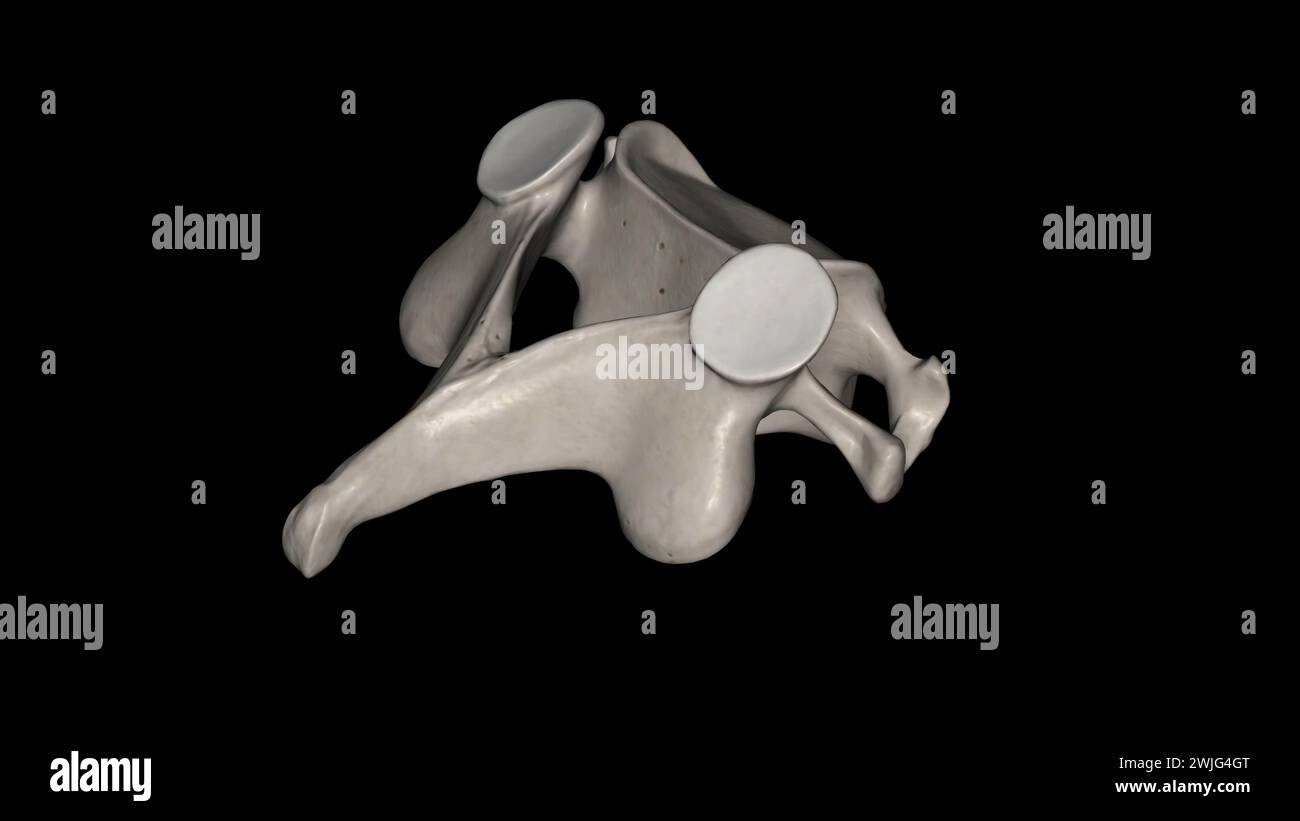 The C6 spinal vertebra is part of the cervical spinal cord, located in ...