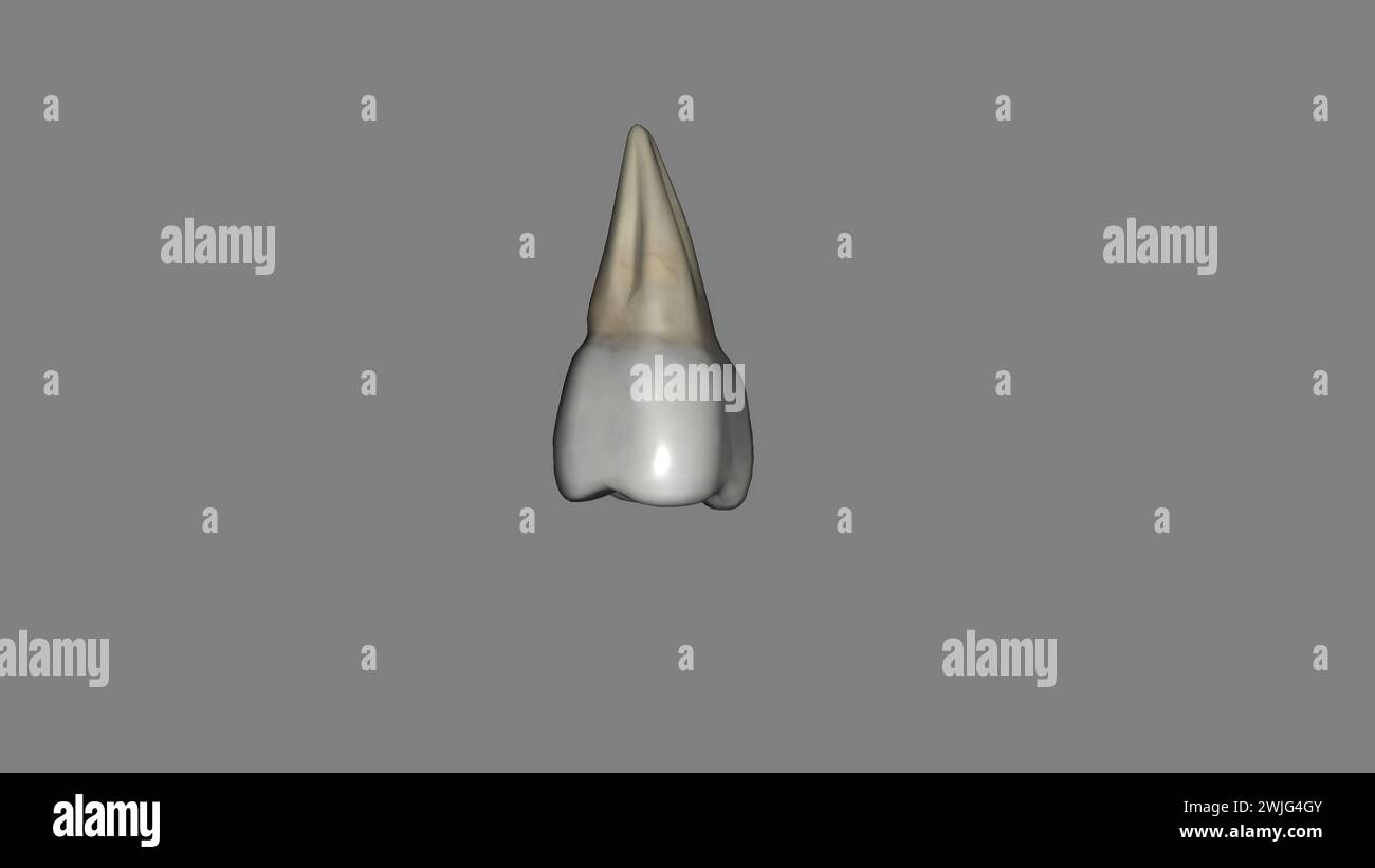 The mandibular third molar is also referred as the wisdom tooth 3d ...