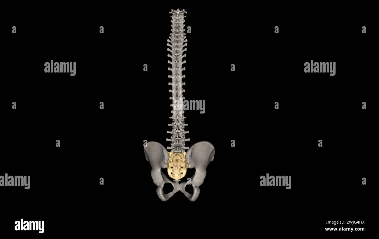 The sacrum is the triangular bone just below the lumbar vertebrae 3d ...