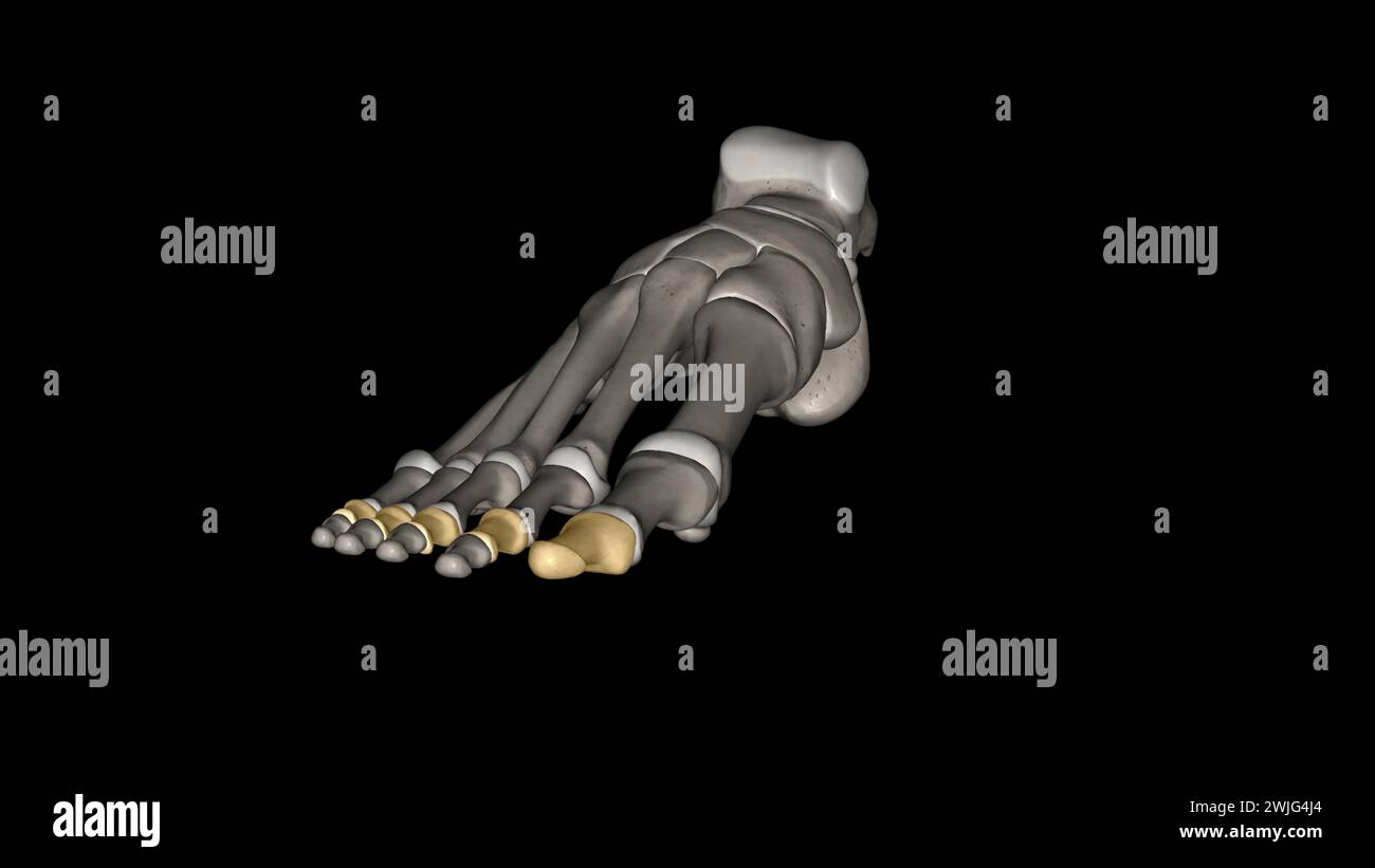 Middle toes hi-res stock photography and images - Alamy