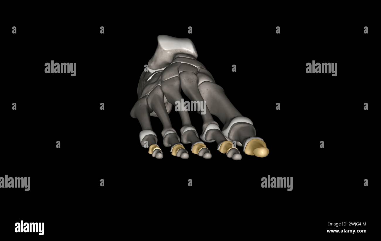 The middle phalanges (foot) are some of the smaller long bones that ...