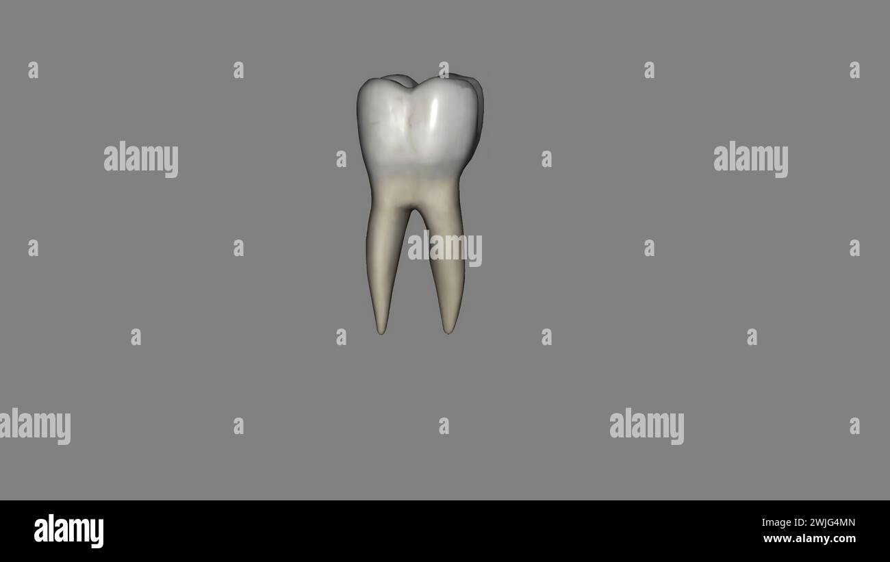 Mandibular first molar hi-res stock photography and images - Alamy