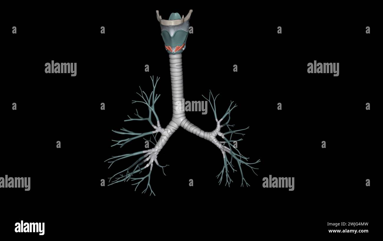 The trachea is the long tube that connects your larynx (voice box) to ...