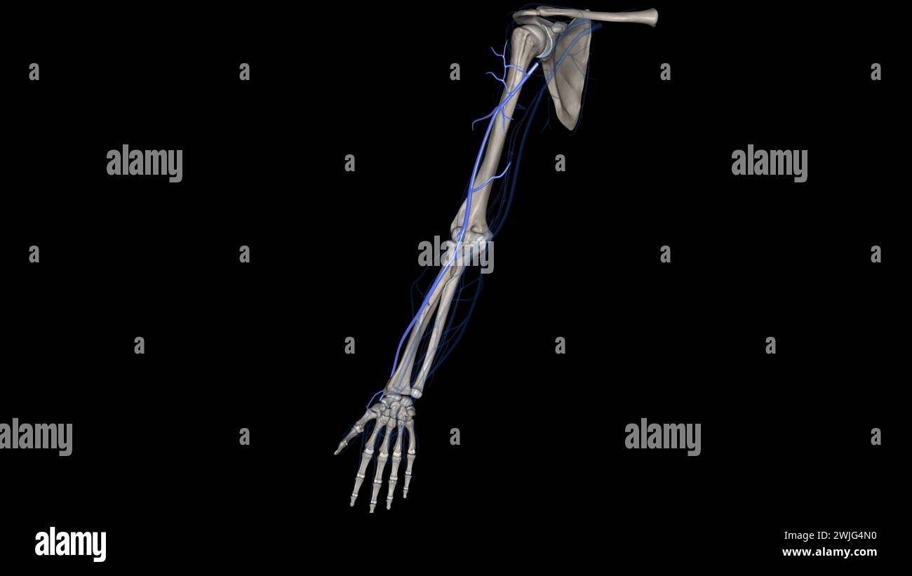 Superficial Veins Of Upper Limb Anatomy Illustrations Superficial And