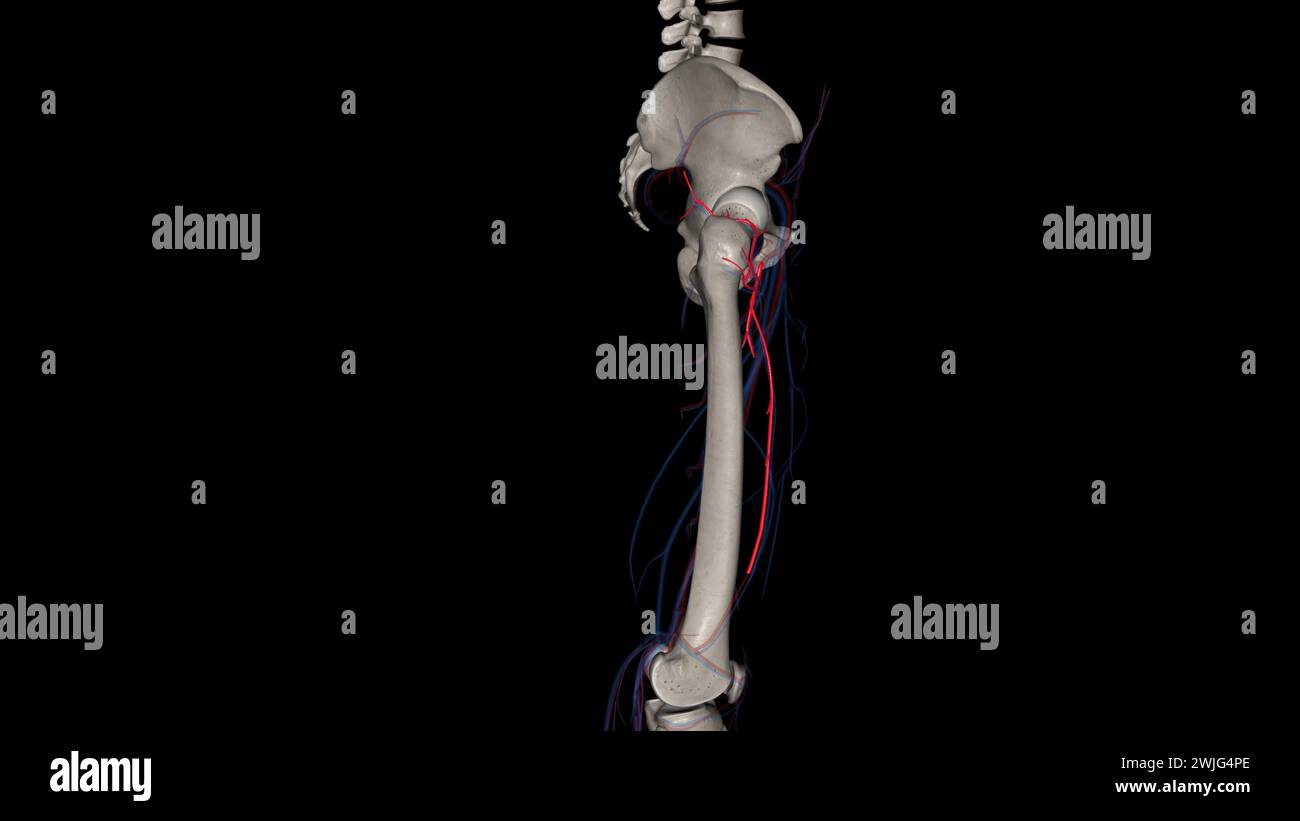 Lateral femoral circumflex hi-res stock photography and images - Alamy