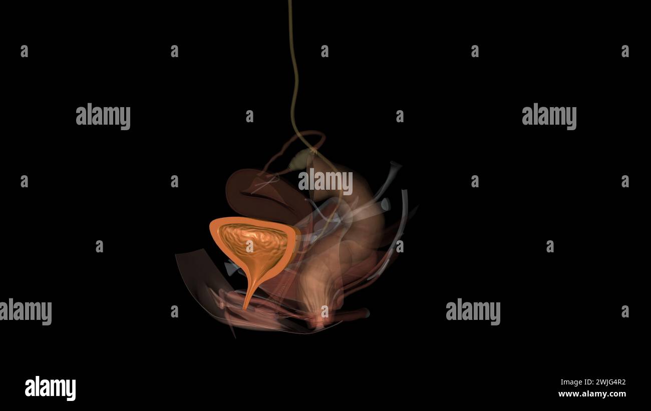 The urinary bladder is a temporary storage reservoir for urine3d ...