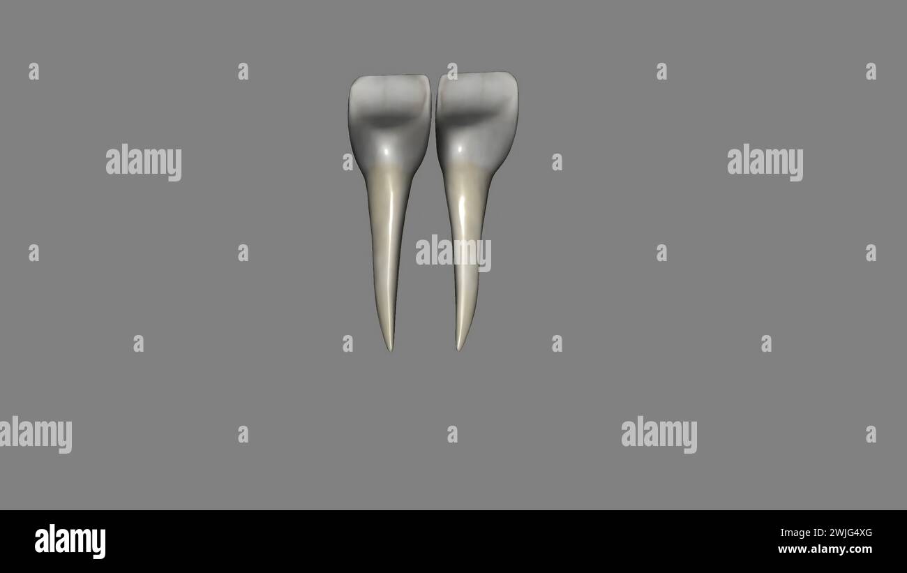 Midline hi-res stock photography and images - Alamy
