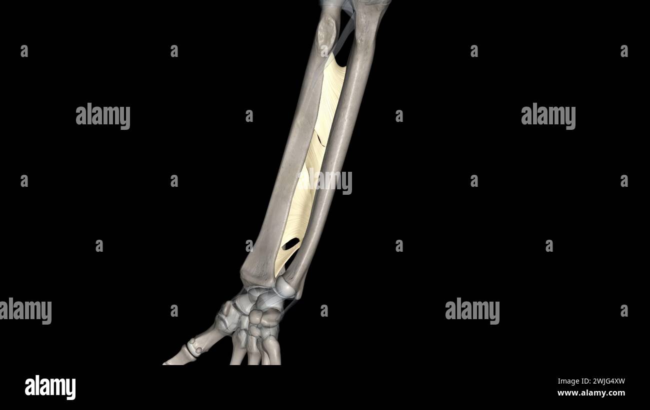 Interosseous membrane of the forearm 3d illustration Stock Photo - Alamy