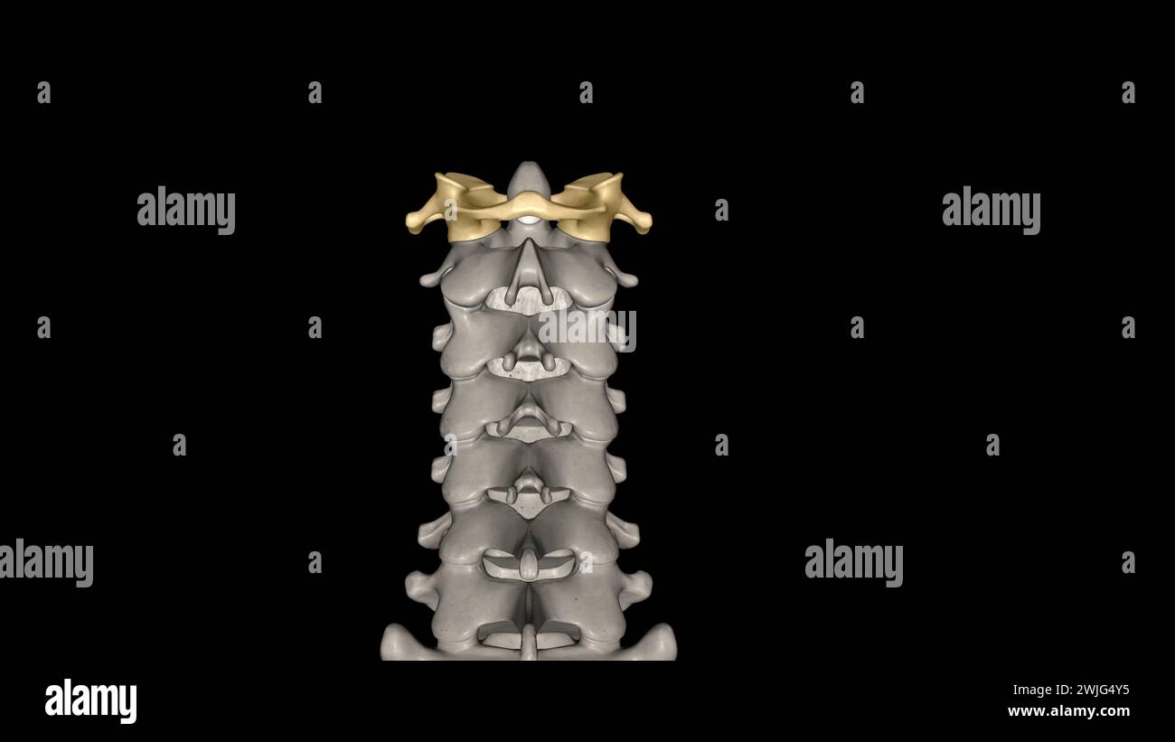 First cervical vertebrae hi-res stock photography and images - Alamy